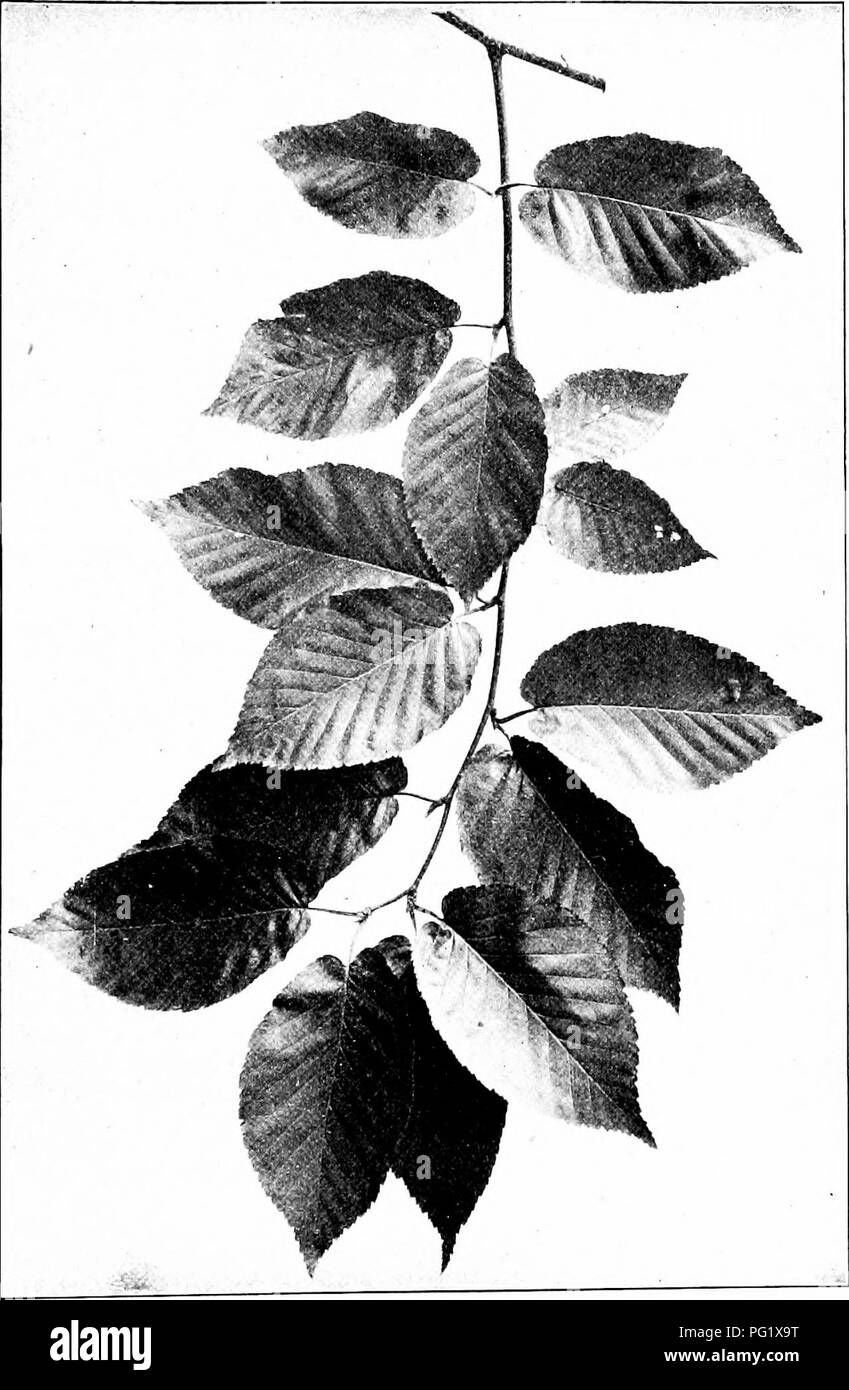 This text provides an accessible guide to identifying native trees ...