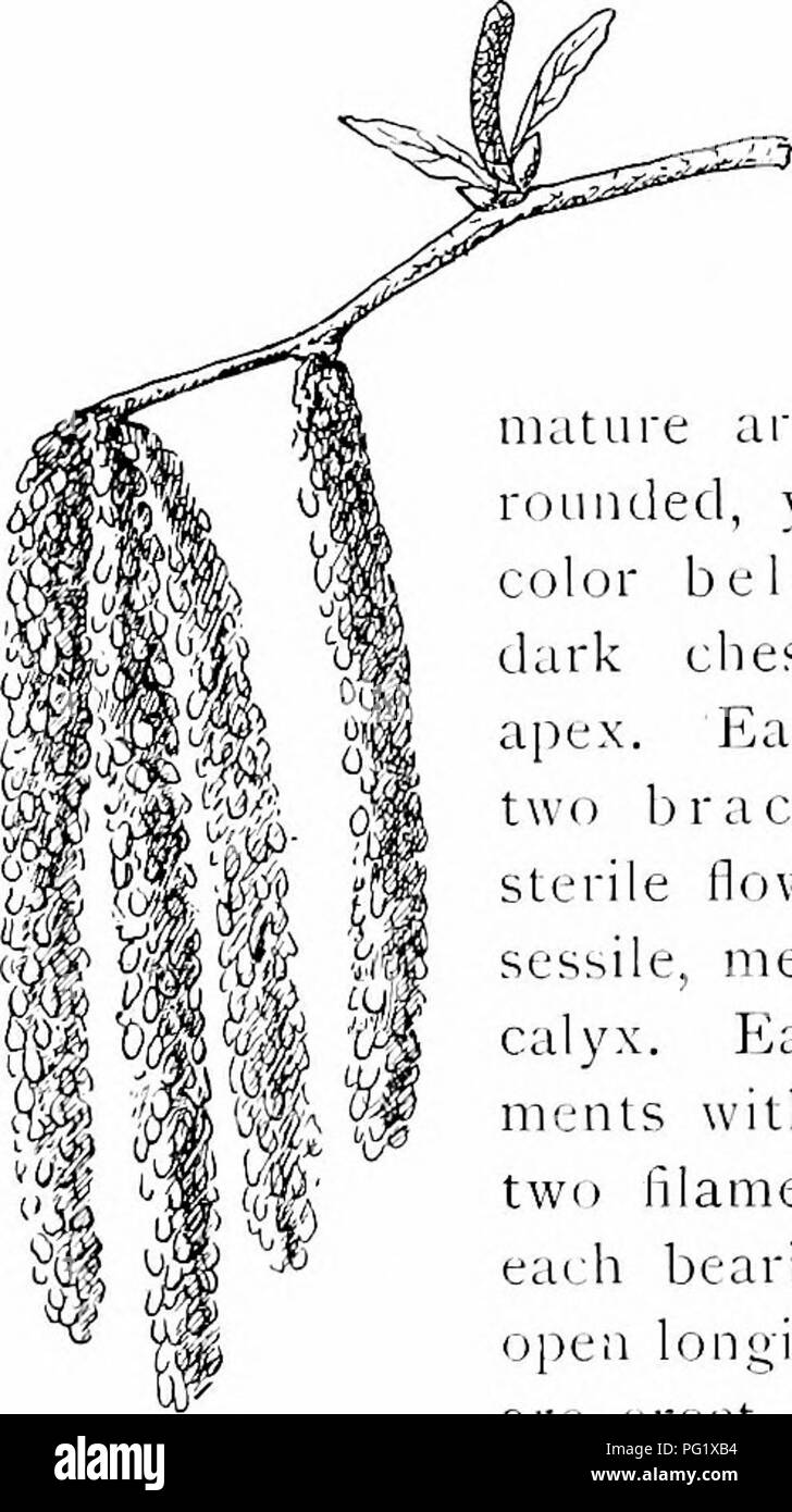 . Our native trees and how to identify them; a popular study of their ...