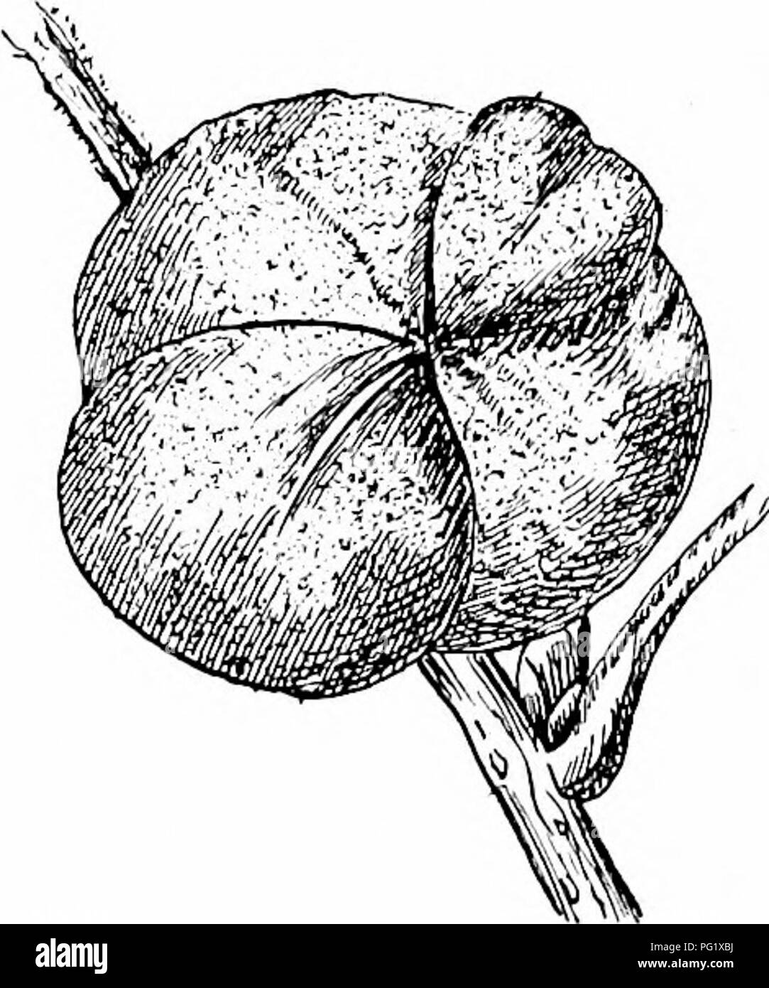 Axillary Bud High Resolution Stock Photography and Images - Alamy