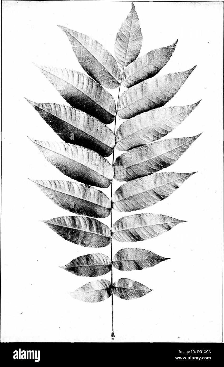 This book provides identification details of native trees, focusing on ...