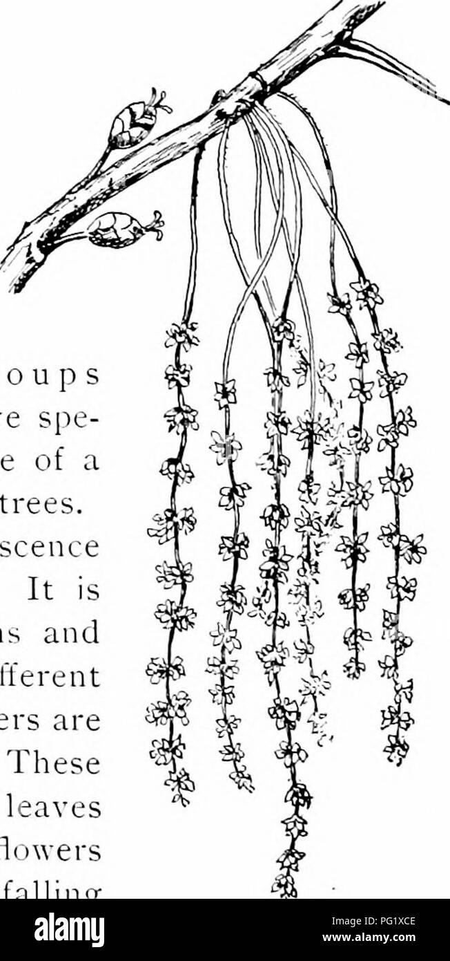 This guide provides an accessible overview of native trees, focusing on ...