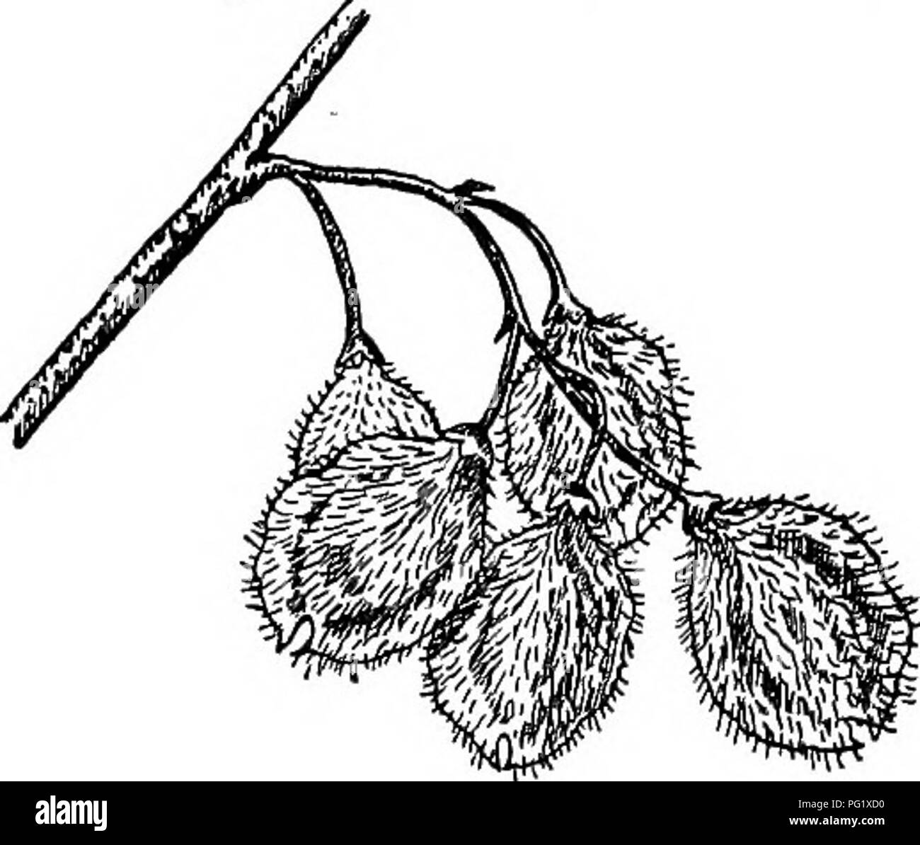 Drooping Clusters Of Yellow Flowers High Resolution Stock Photography ...