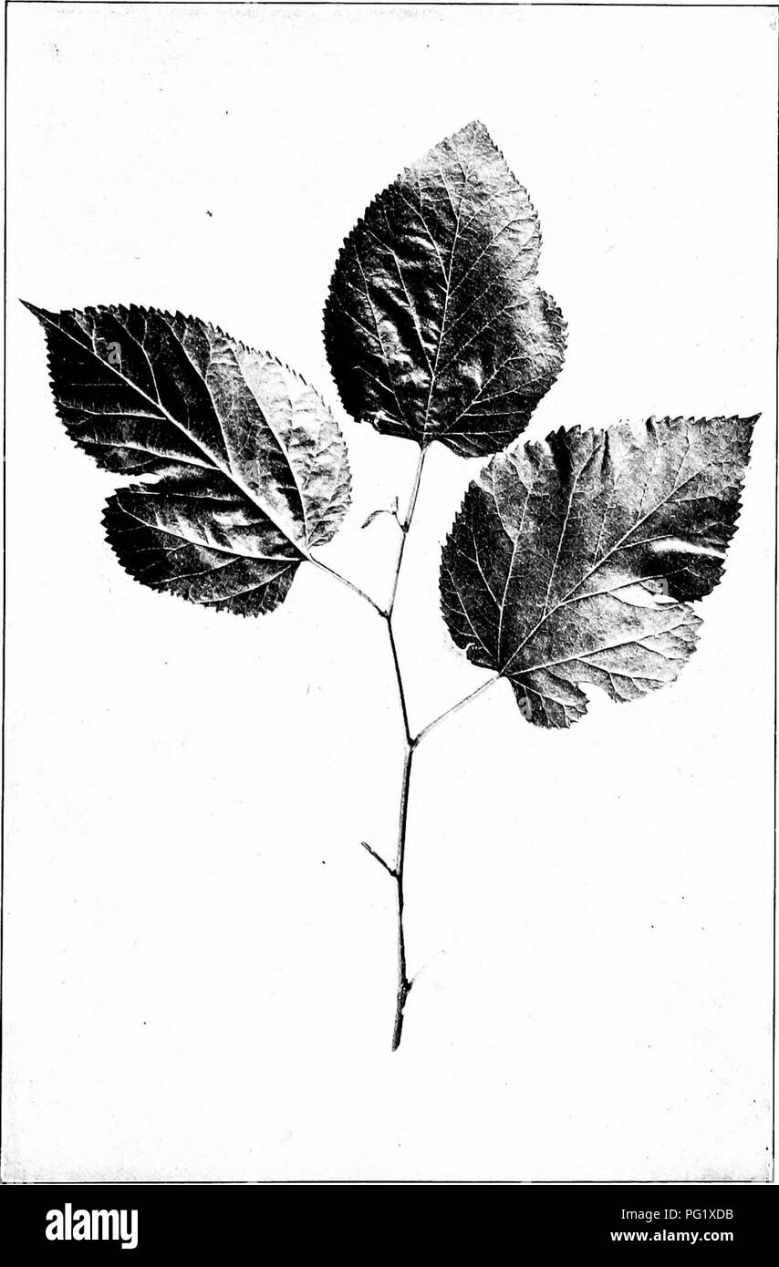 This guide provides a practical approach to identifying native trees ...