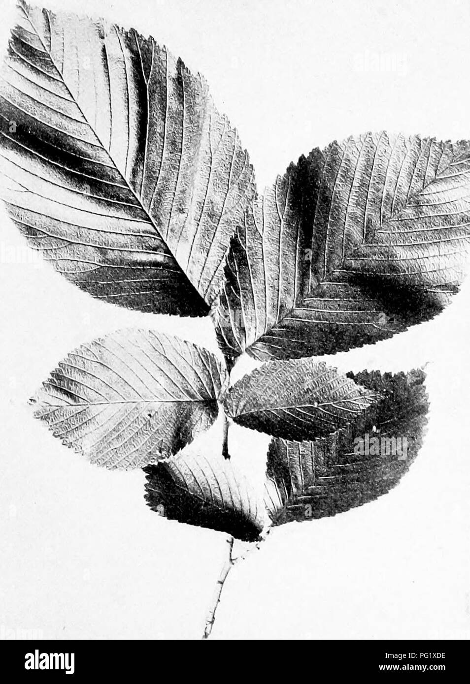 Slippery elm hi-res stock photography and images - Alamy