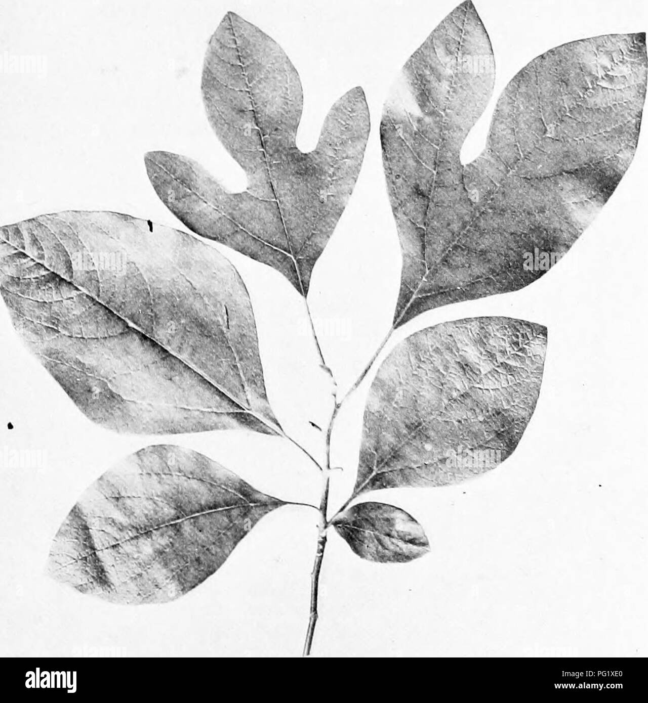 This guide provides an overview of native trees in North America ...