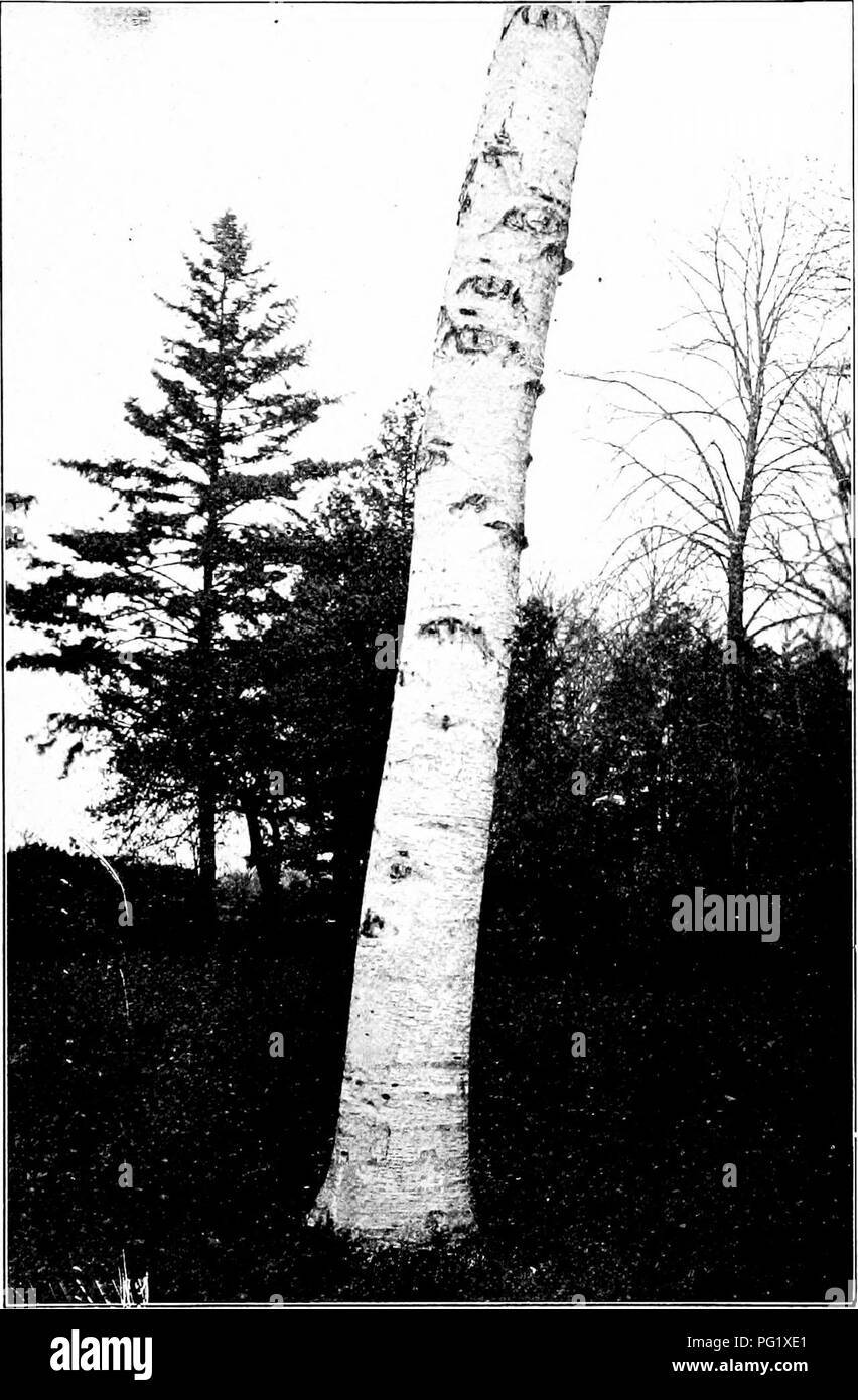 This guide to identifying native trees provides insights into the ...