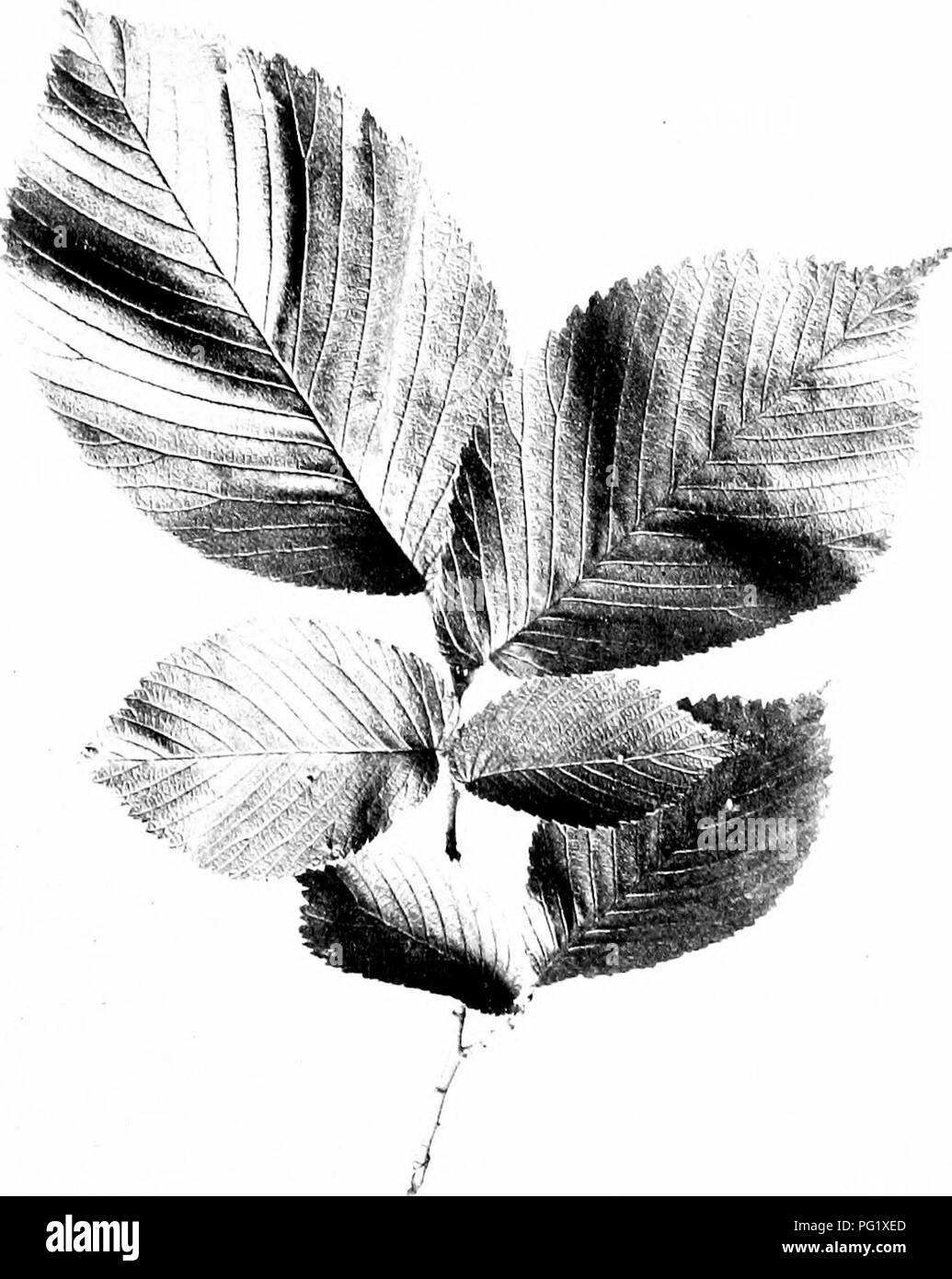 This guide focuses on native trees, specifically the Slippery Elm ...