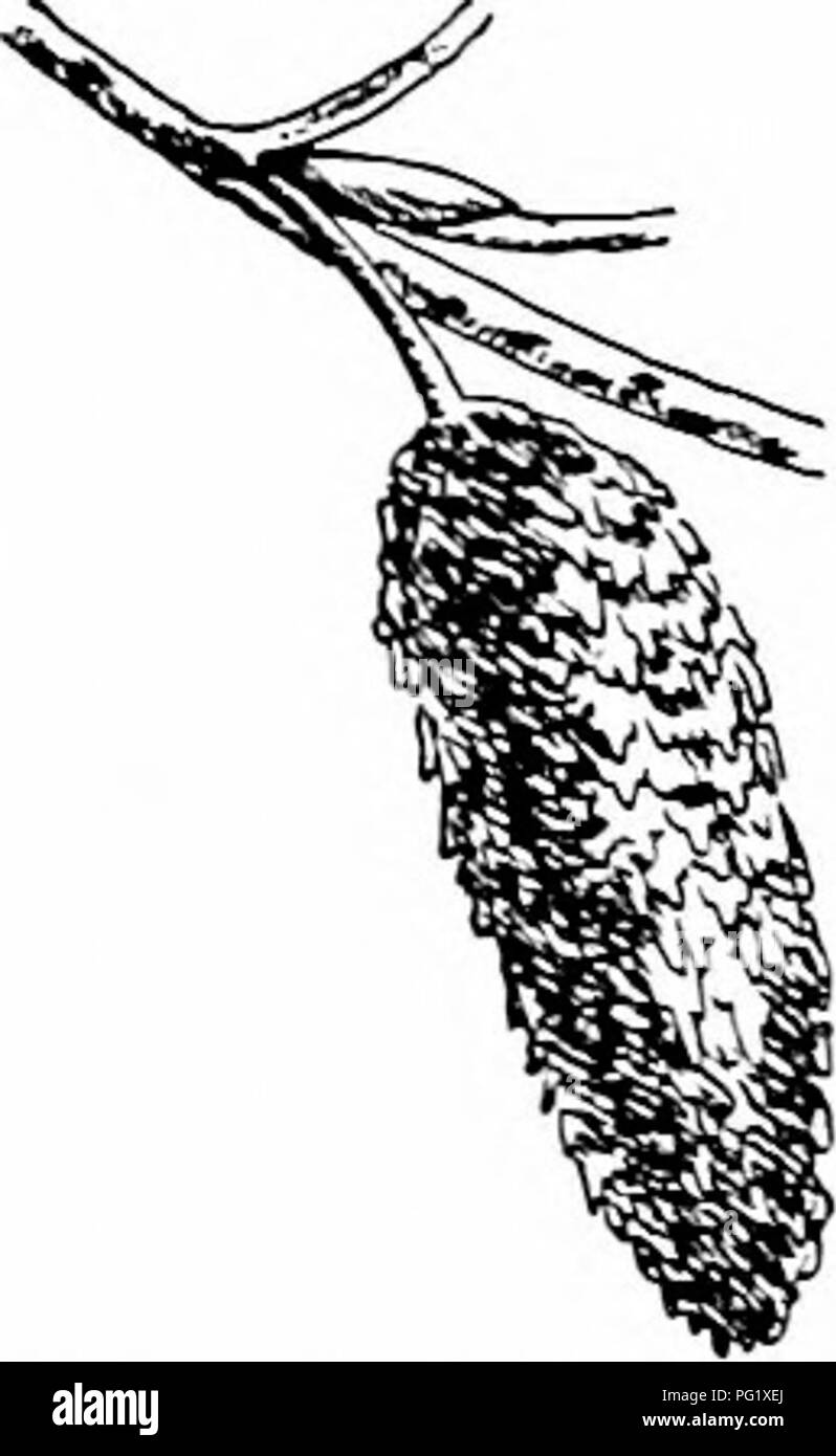 This reference work on native trees provides details on the ...