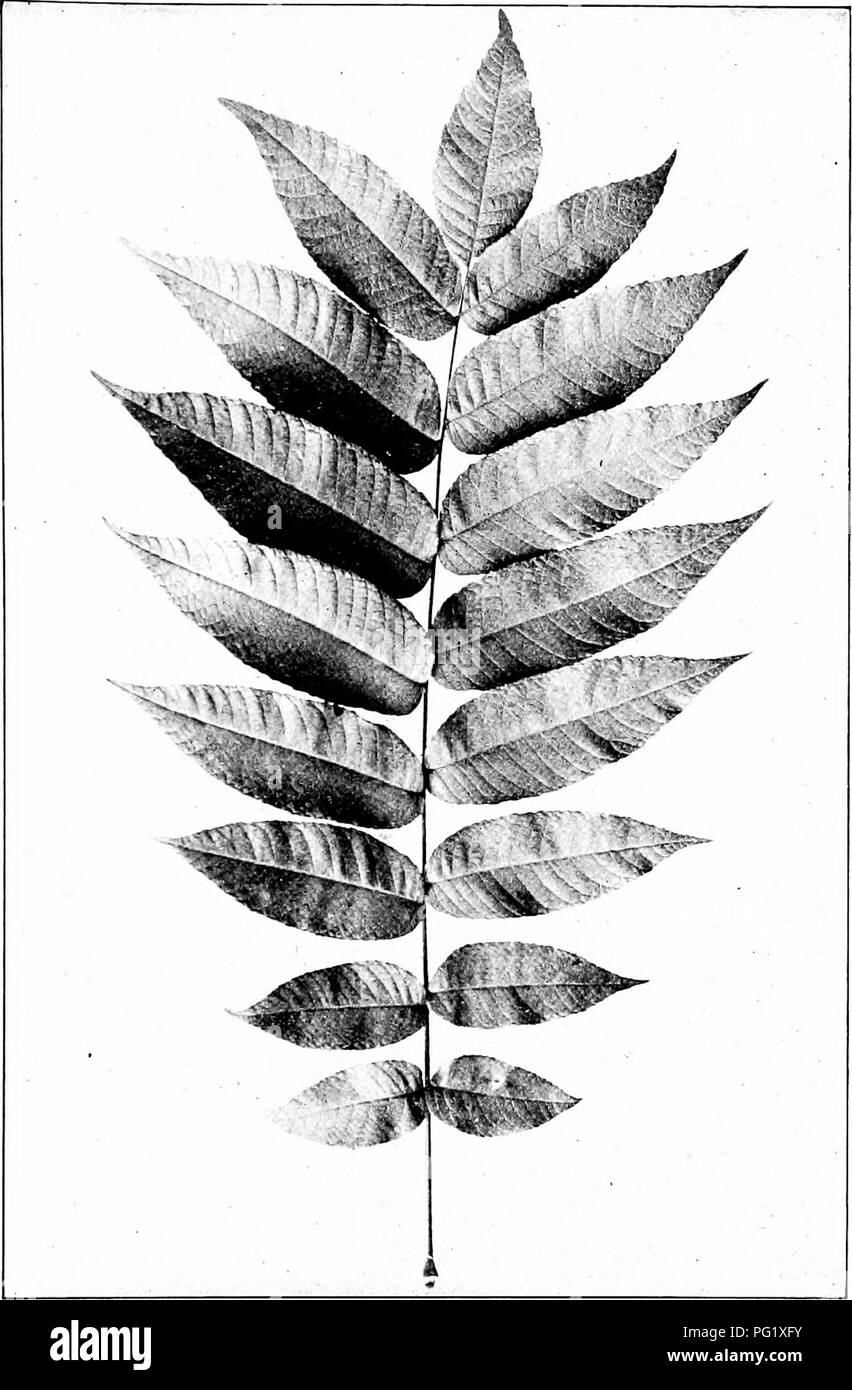 This popular guide to identifying native trees provides detailed ...