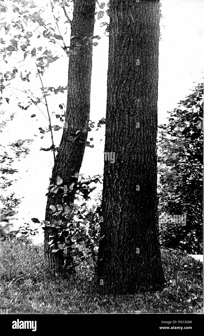 This guide offers a practical approach to identifying native trees ...