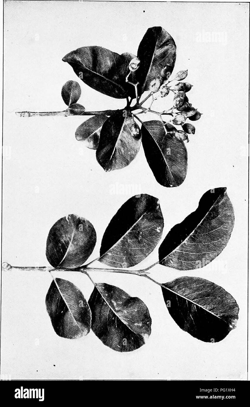 This guide focuses on the Black Haw (*Viburnum prunifolium*), a native ...