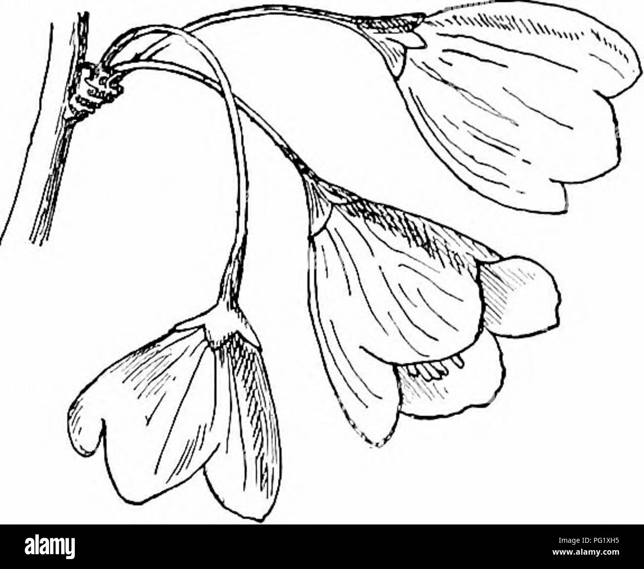 . Our native trees and how to identify them; a popular study of their ...