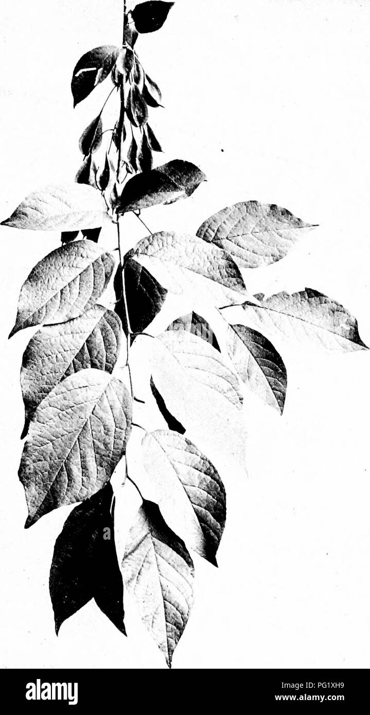 This image shows a fruiting branch of the Silverbell Tree ...