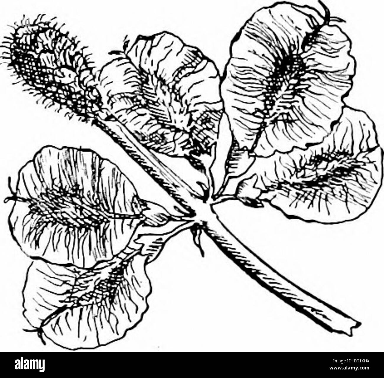 . Our native trees and how to identify them; a popular study of their ...