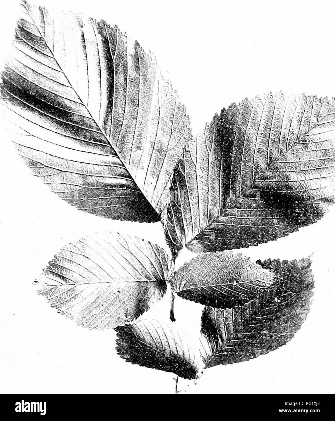 Slippery elm hi-res stock photography and images - Alamy