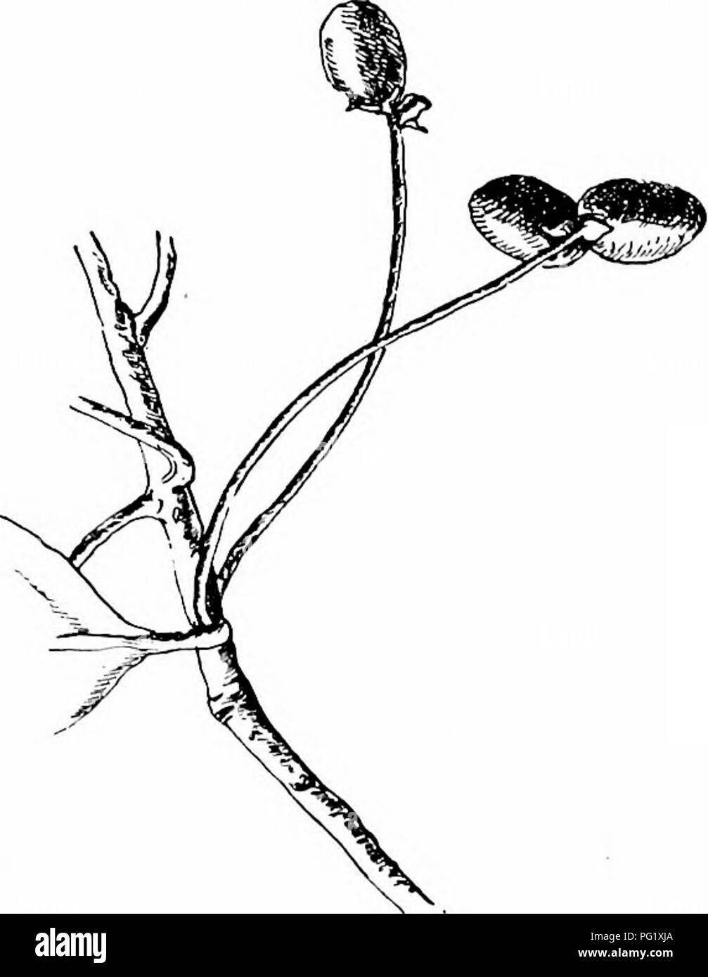 This guide focuses on the Tupelo tree, describing its unique ...