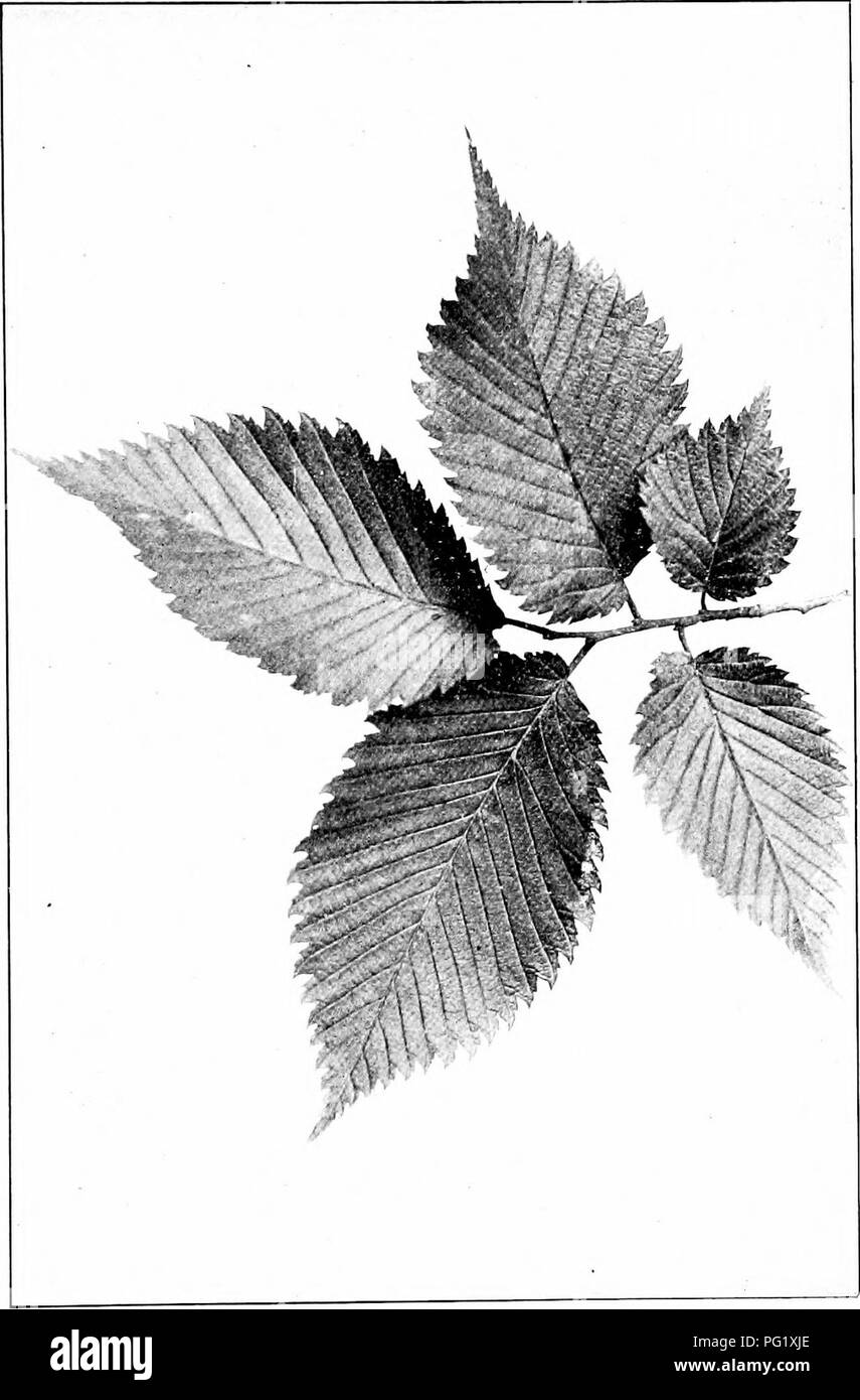 This illustration depicts the White Elm (Ulmus americana), highlighting ...