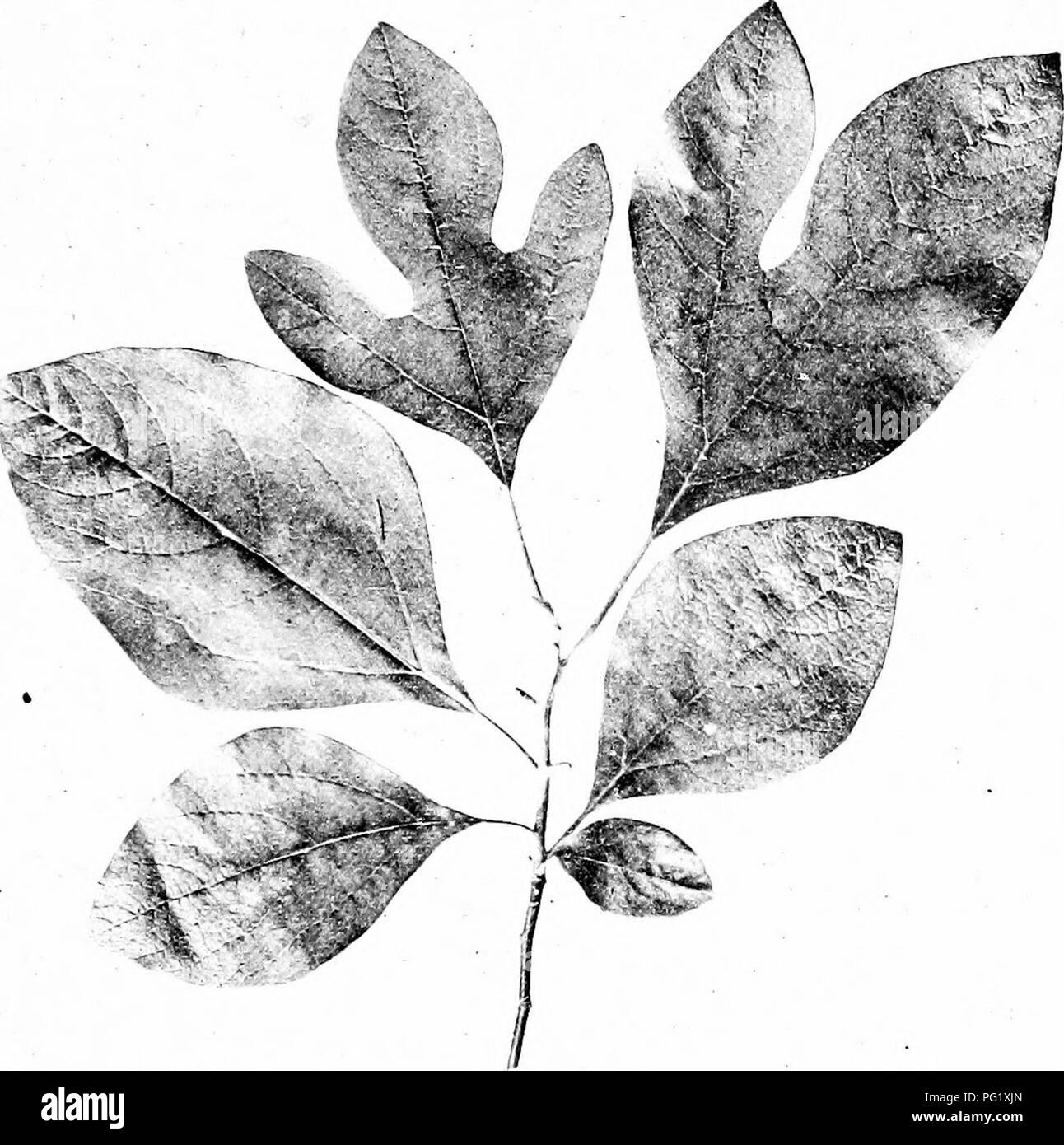 Sassafras leaves Black and White Stock Photos & Images - Alamy
