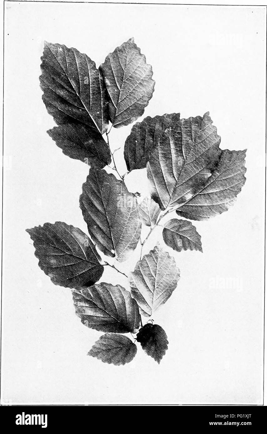 This guide offers a study of native trees, including a detailed ...