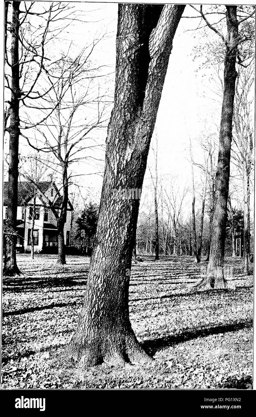 This book offers a detailed guide to identifying native trees, focusing ...