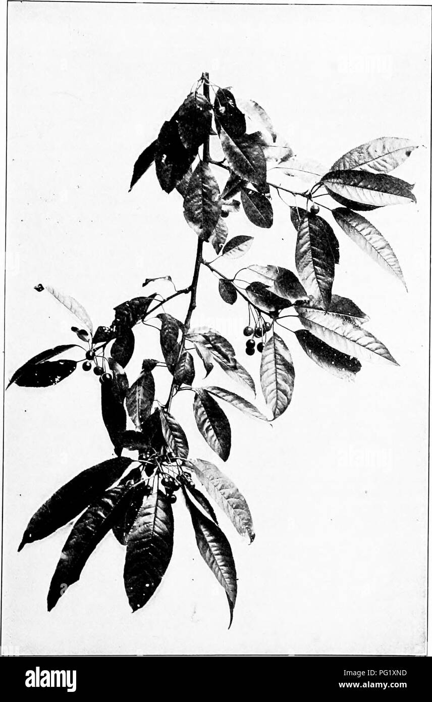 This image presents the Wild Red Cherry tree, highlighting its ...