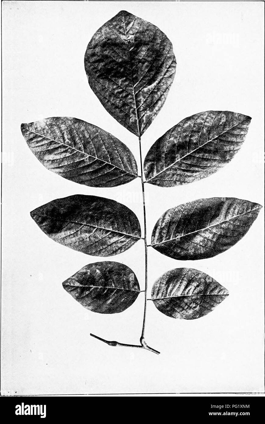 Harriet L. Keeler's work offers a comprehensive guide to identifying ...