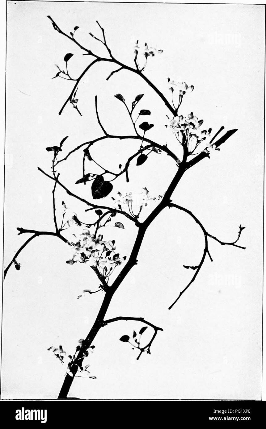 The image shows the flowering branch of a Redbud tree (Cercis aviadi'i ...