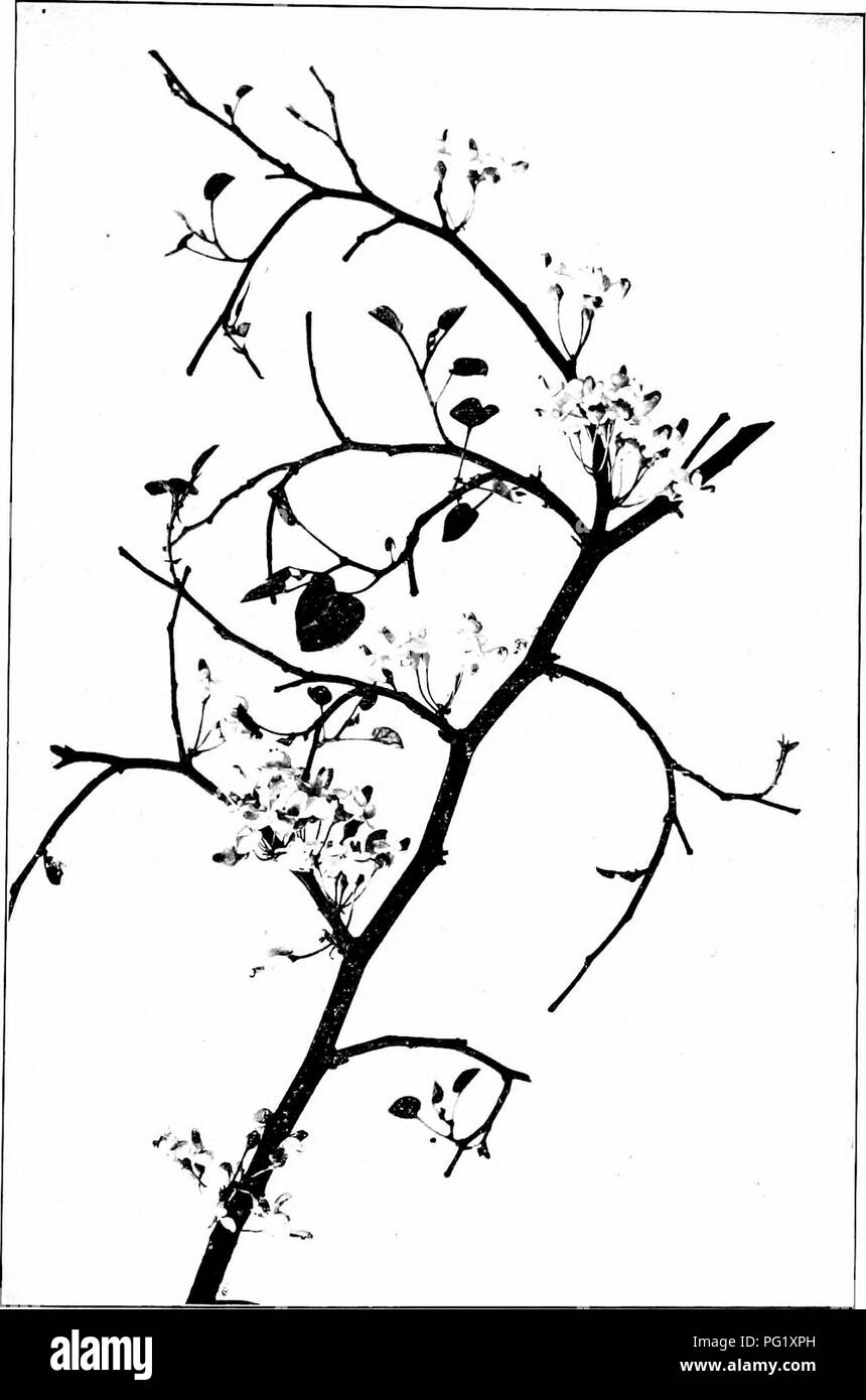 The illustration depicts the flowering branch of Redbud (Cercis ...