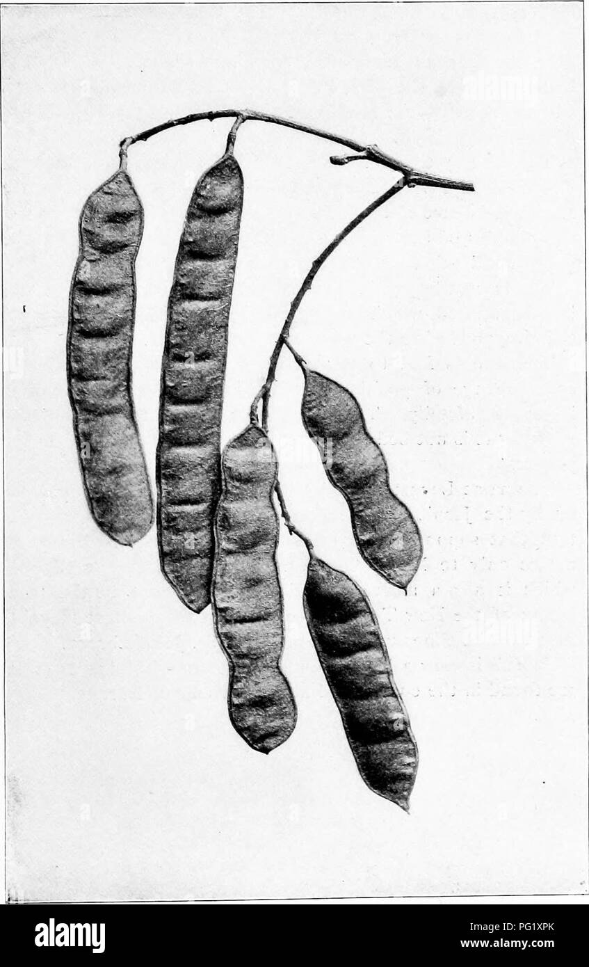 This guide to native trees provides detailed descriptions of various ...