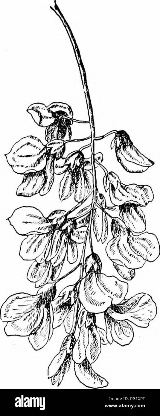 This guide explores native trees, with a focus on their growth patterns ...