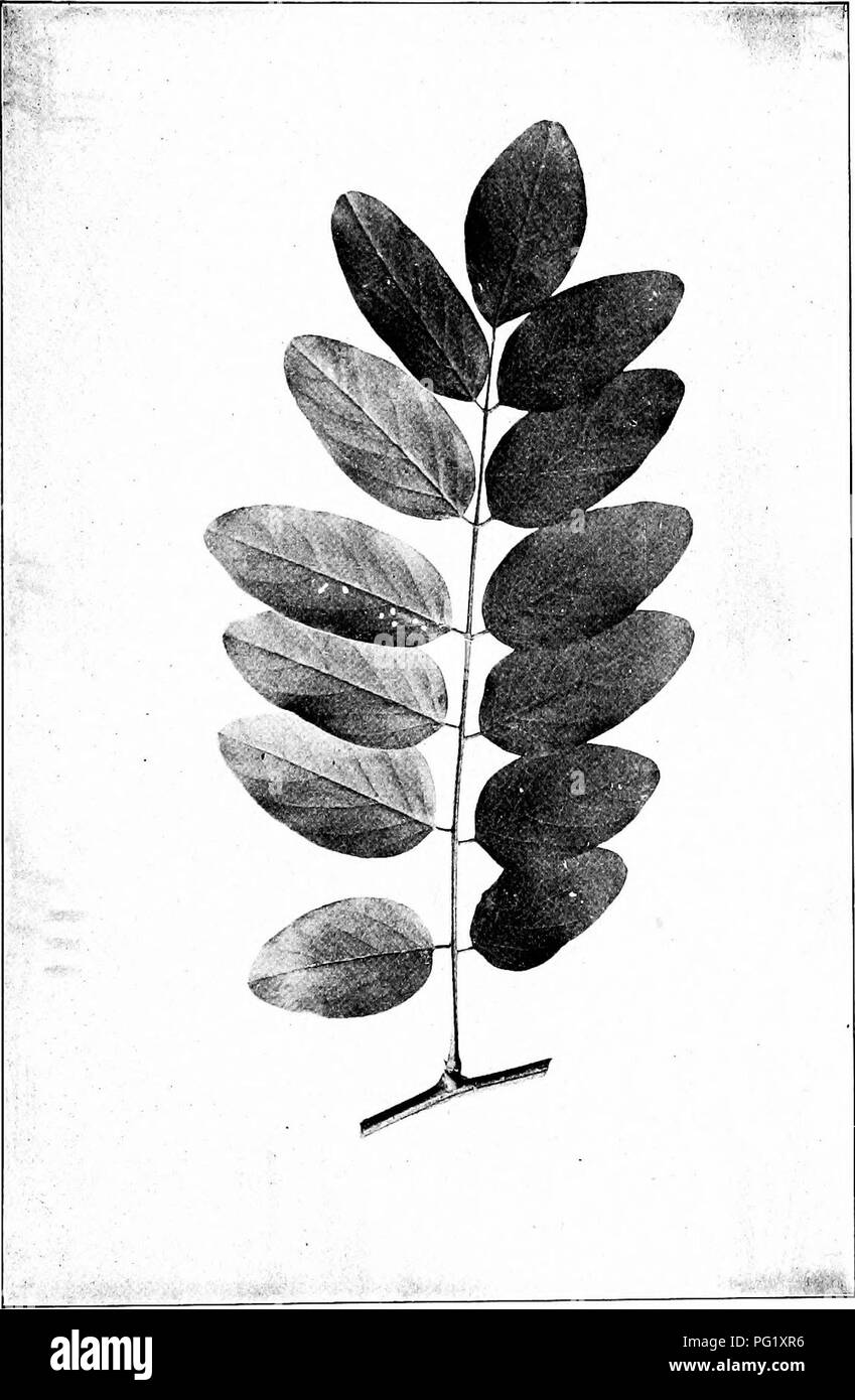 This guide provides a detailed study on native trees, specifically ...