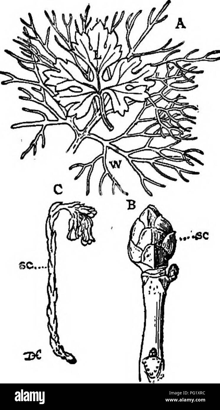 Water weed cell hi-res stock photography and images - Alamy