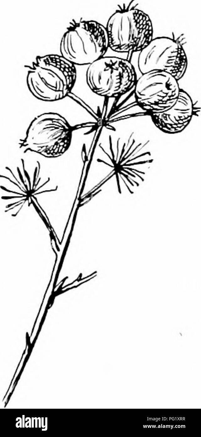 Hercules club tree hi-res stock photography and images - Alamy