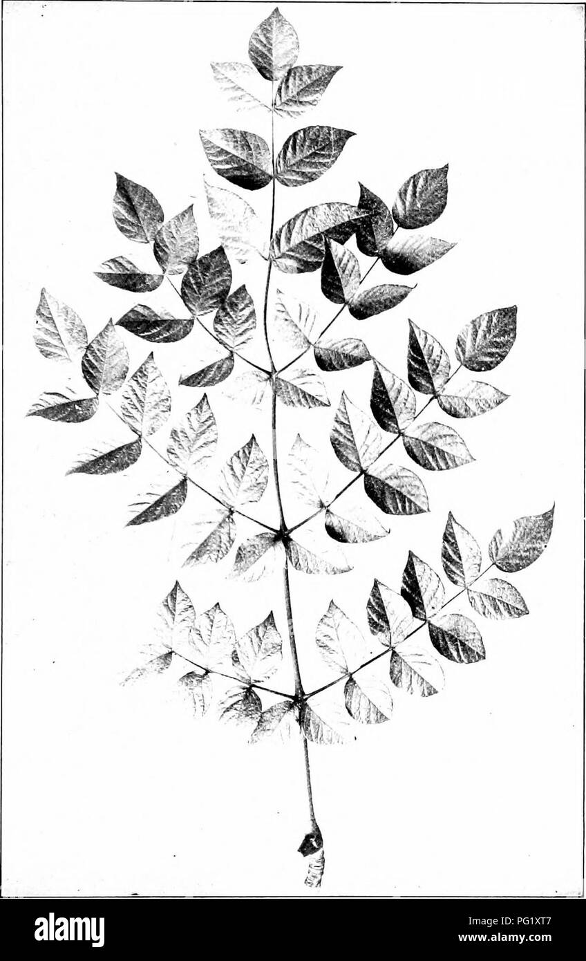 A guide to identifying native trees, focusing on Hercules' Club (Aratia ...