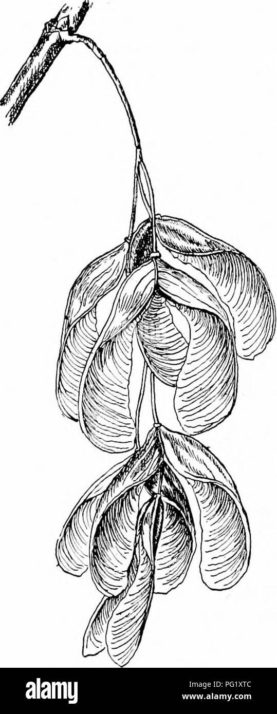 Ash tree keys Black and White Stock Photos & Images - Alamy