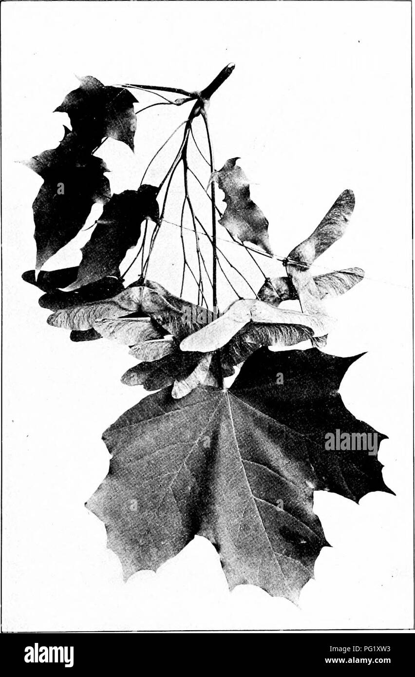 . Our native trees and how to identify them; a popular study of their ...