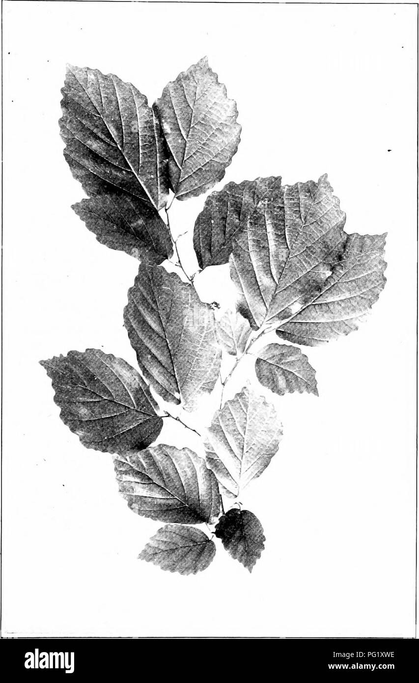 This book provides a guide to identifying native trees, focusing on ...