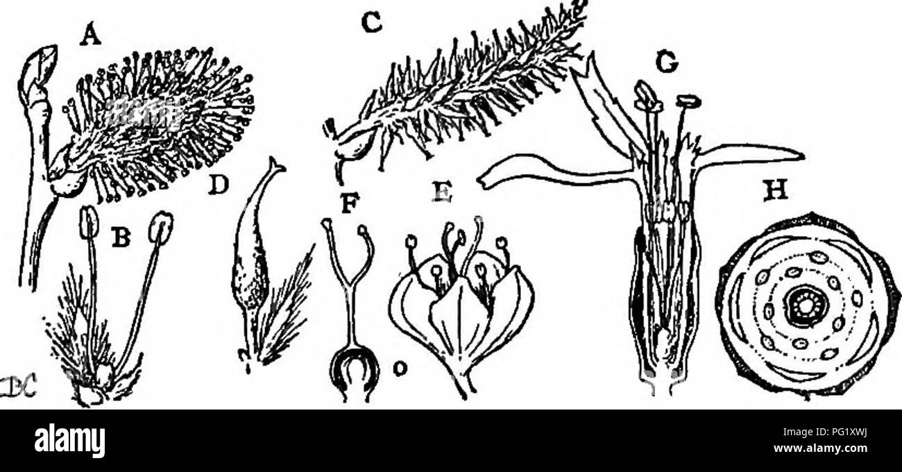 This work explores the evolution of plants, focusing on the development ...