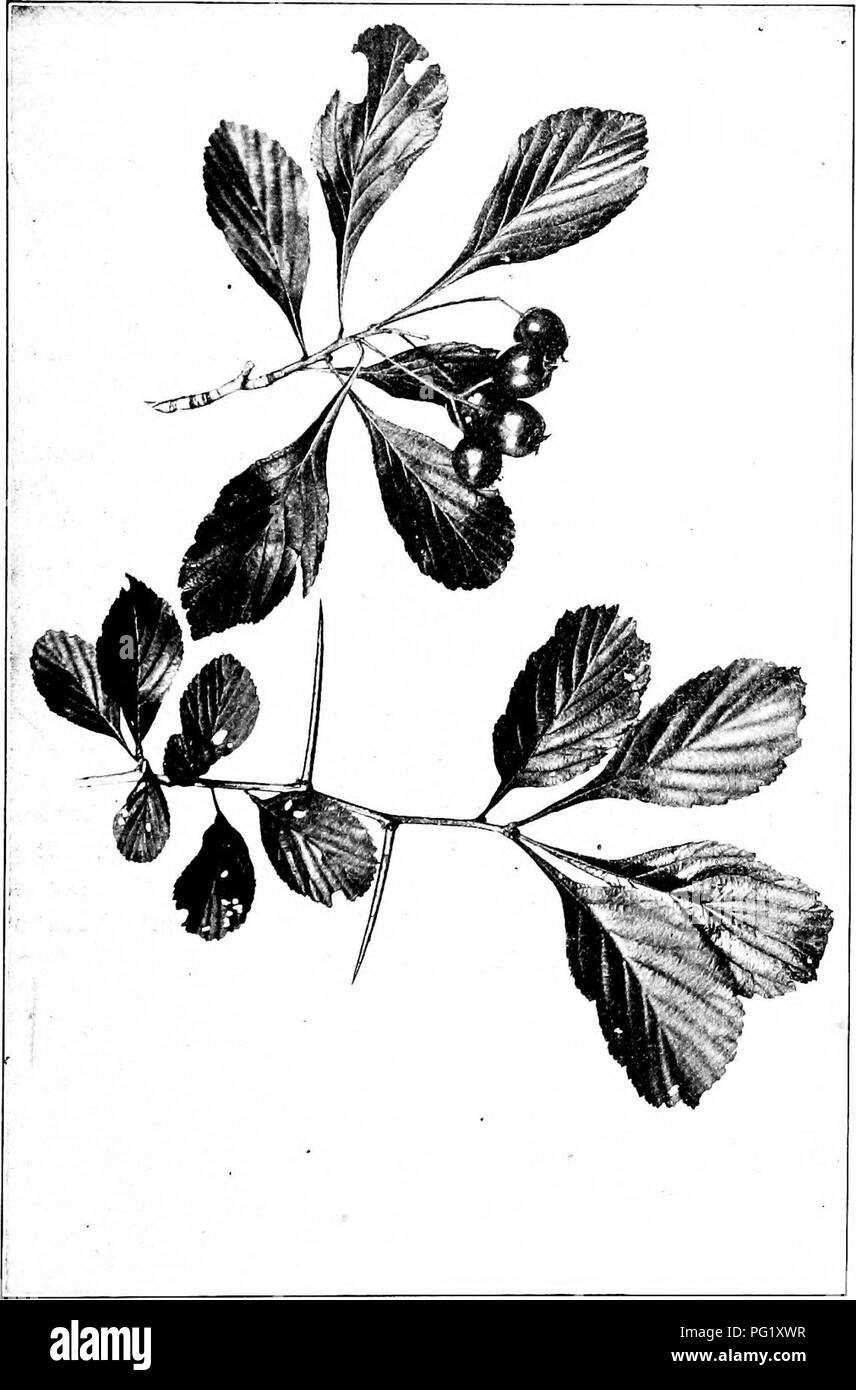 This guide provides a popular study on identifying native trees ...