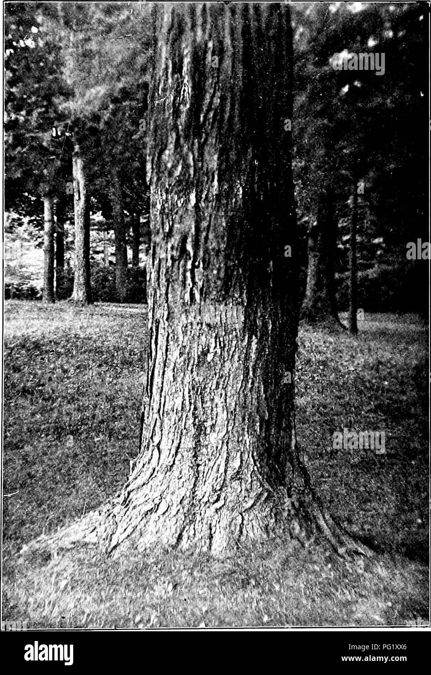 This guide to identifying native trees, particularly the Sugar Maple ...