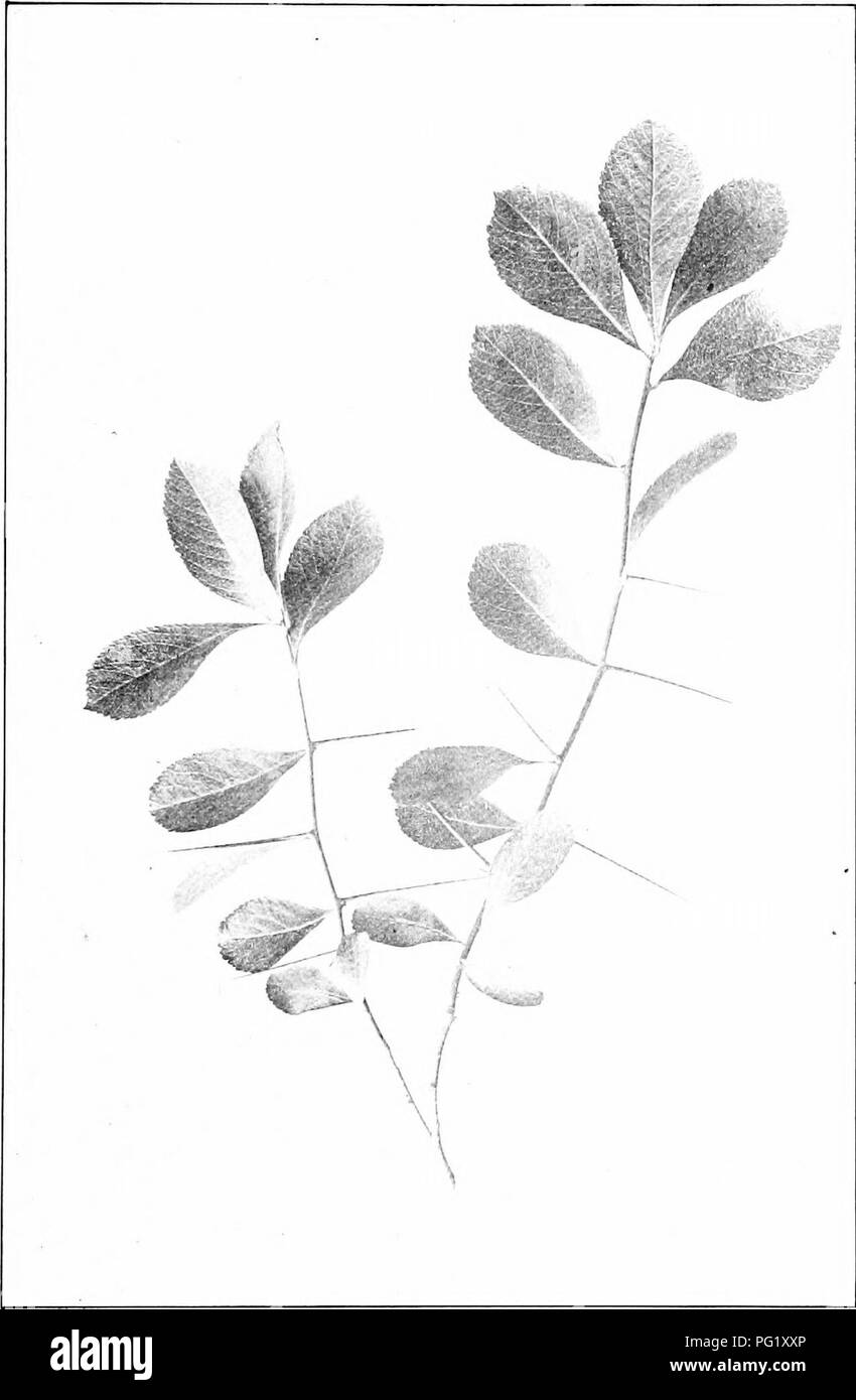 This guide offers a comprehensive study of native trees, focusing on ...