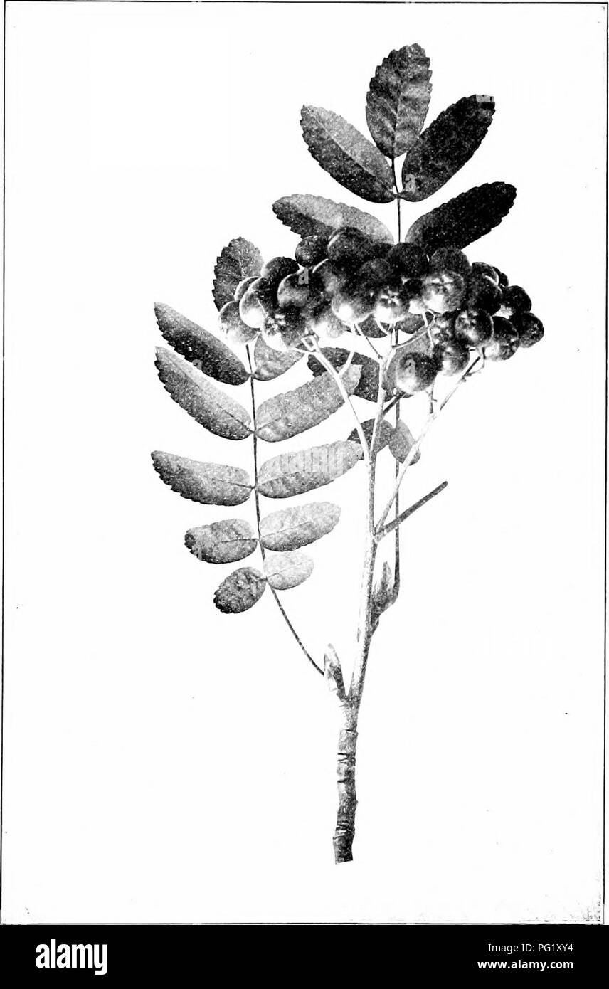 The European Mountain Ash (Sorbus aucuparia) is a deciduous tree known ...