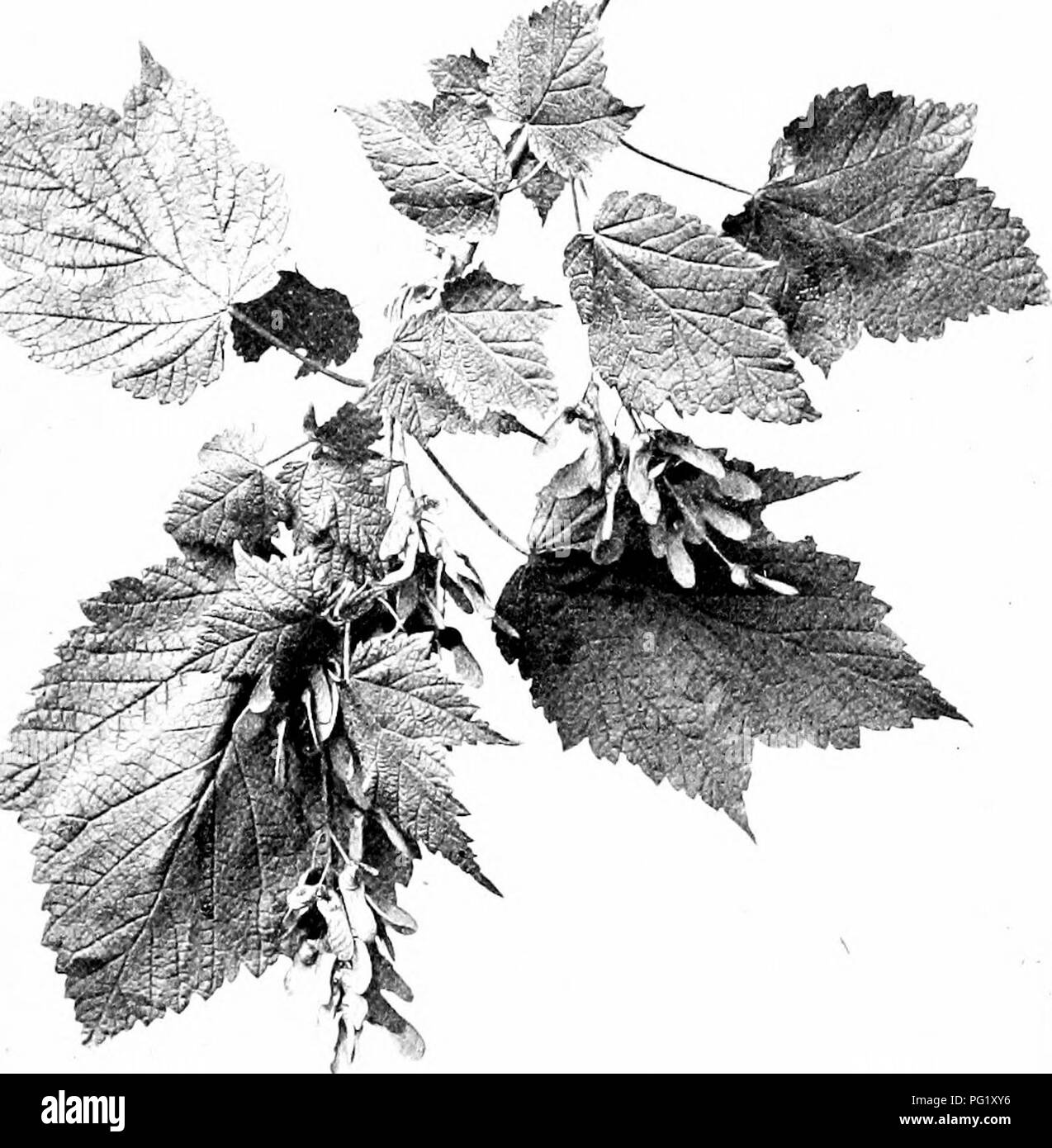 This guide offers insights into identifying native trees and ...