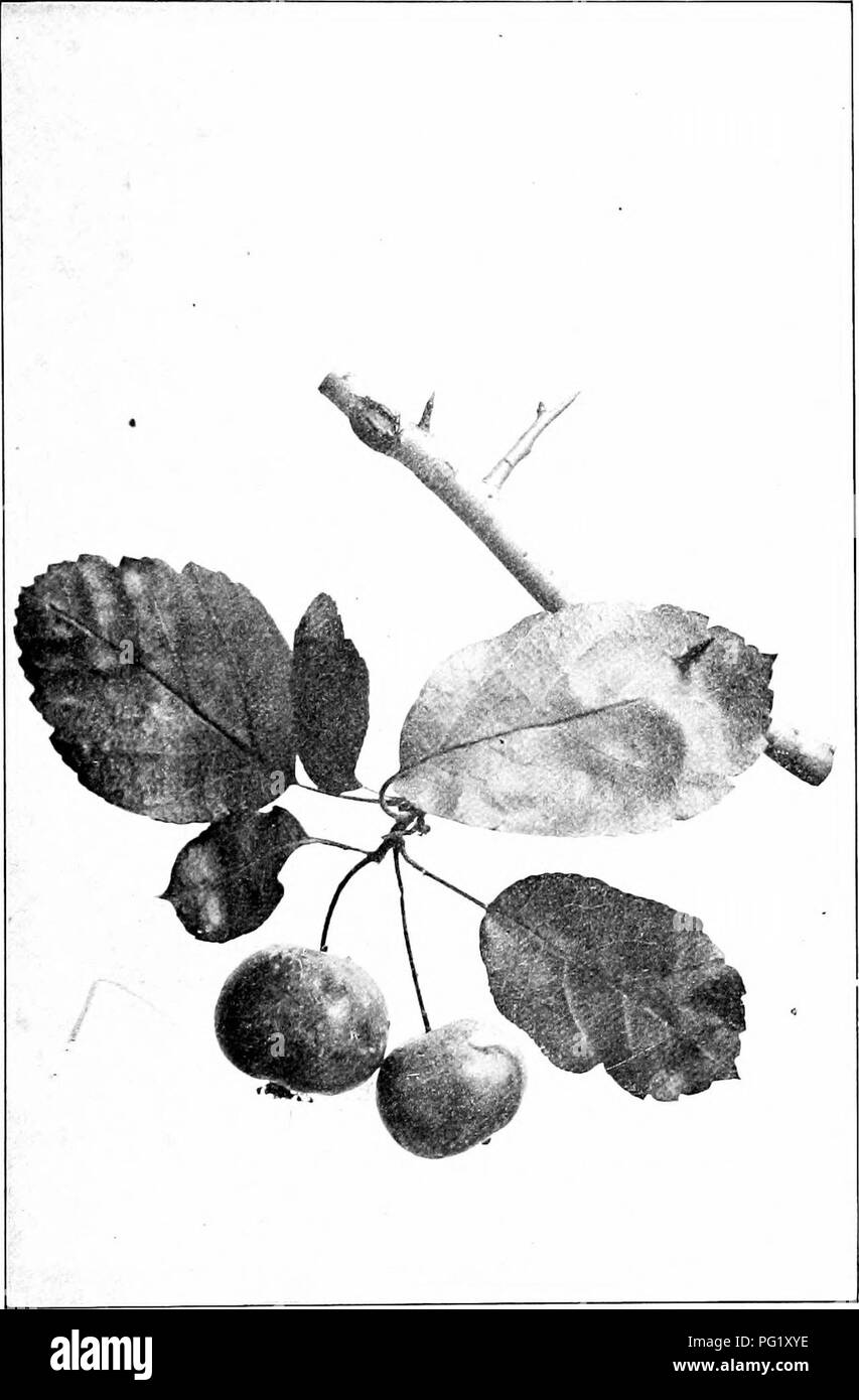 This image from 'Our Native Trees and How to Identify Them' by Harriet ...