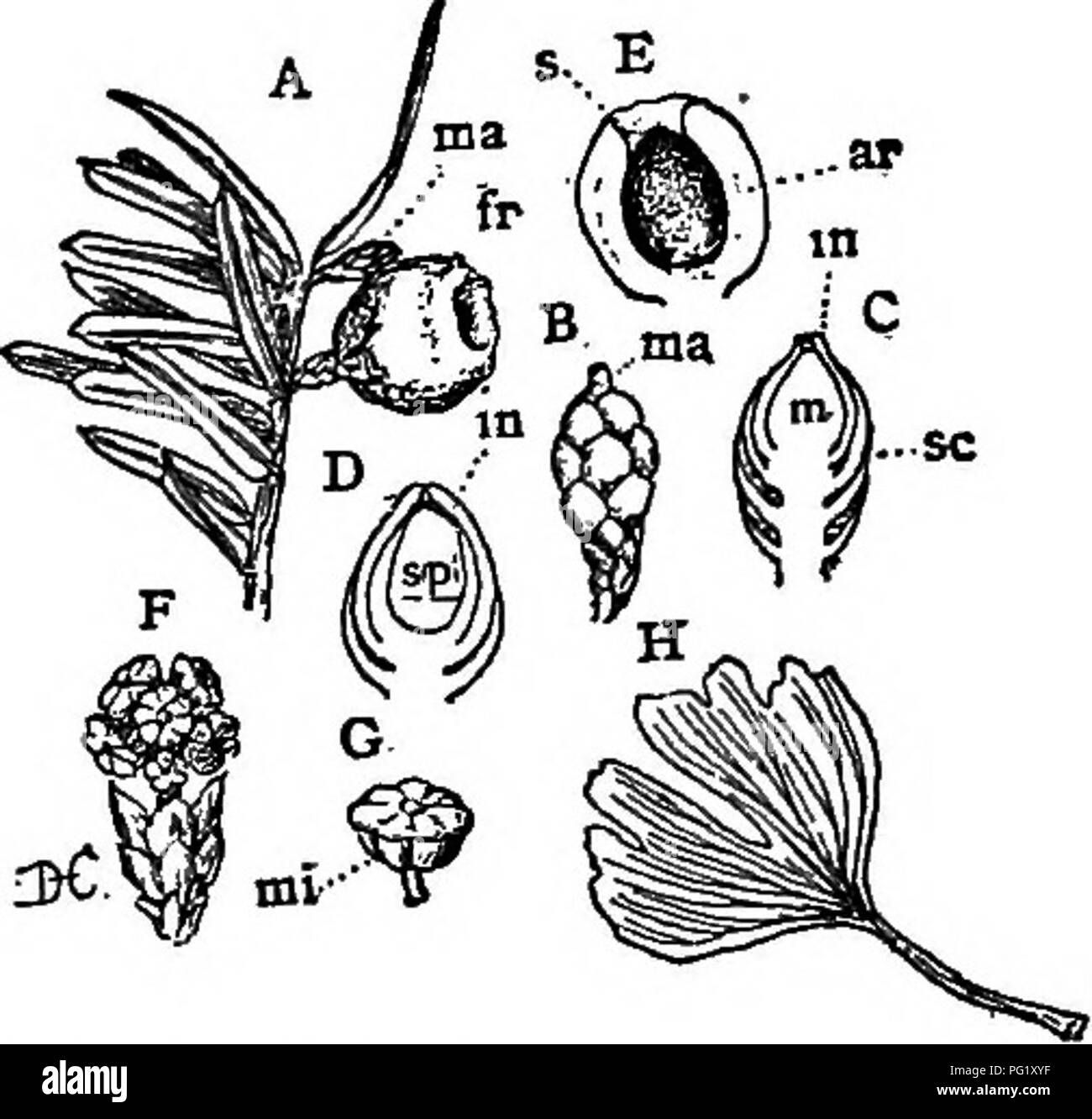 . Lectures on the evolution of plants. Botany; Plants. SEED PLANTS 165 ...