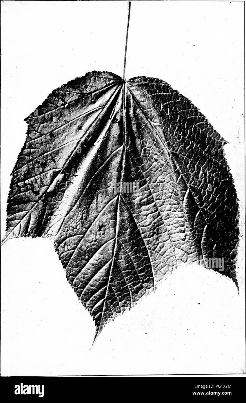 This guide to native trees offers insights into the identification and ...