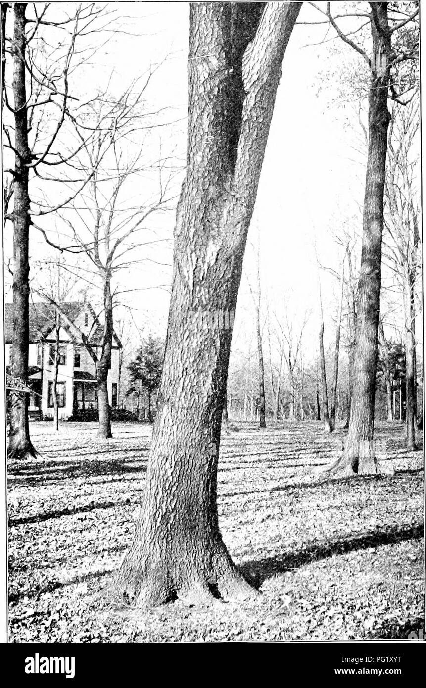 This guide provides an overview of native trees in North America ...