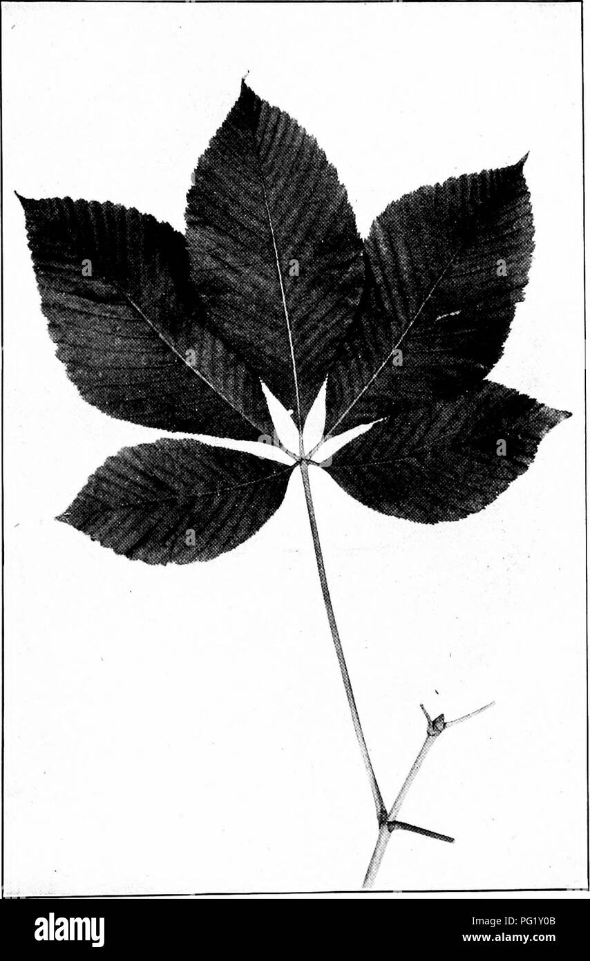 This image from 'Our Native Trees' depicts the Sweet Buckeye, a tree ...