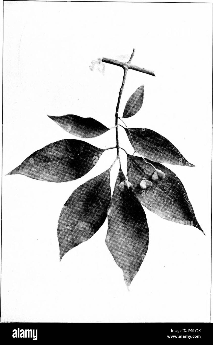 A popular guide to identifying native trees, focusing on their ...