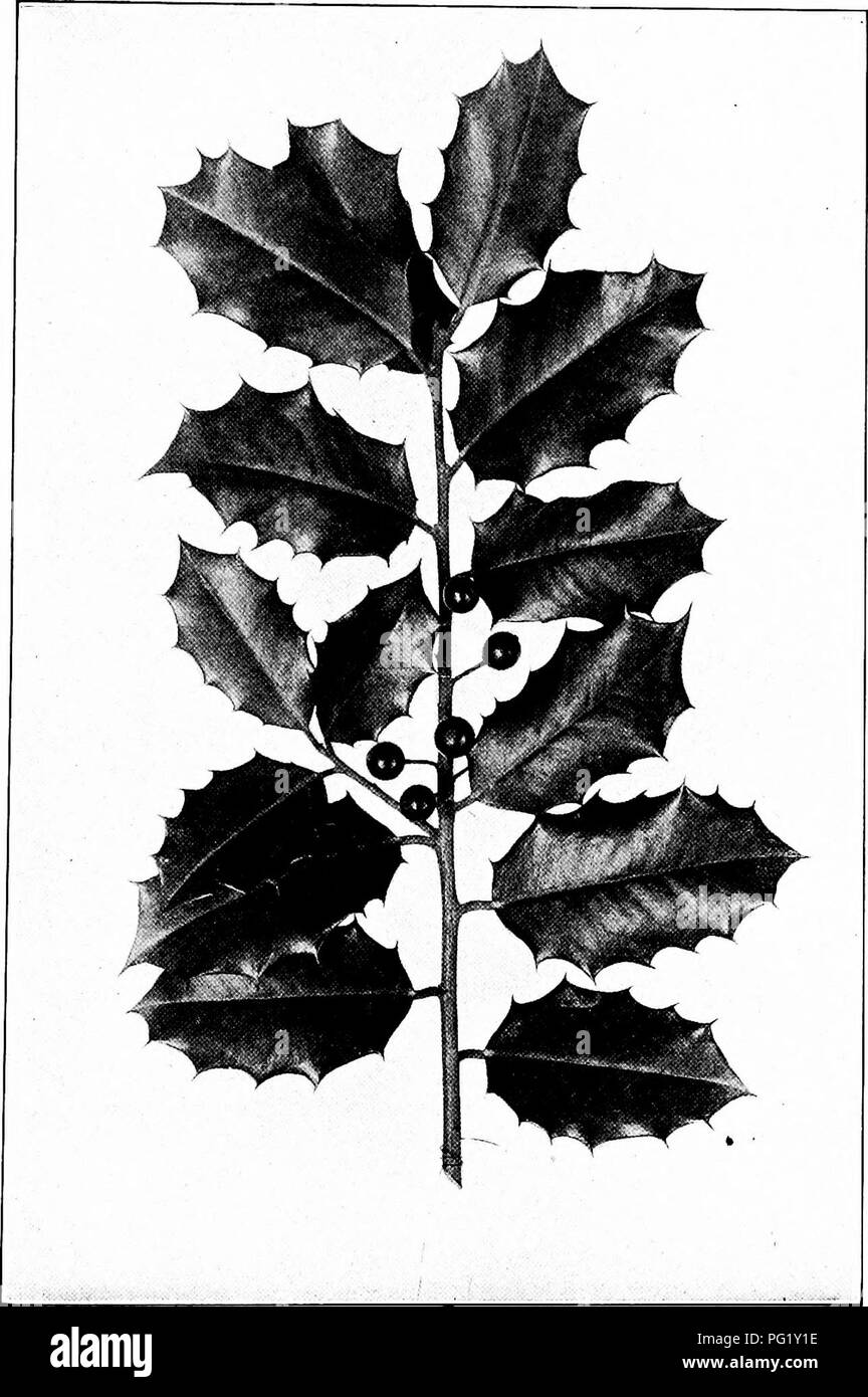 This entry provides a detailed description of the holly tree (Ilex ...